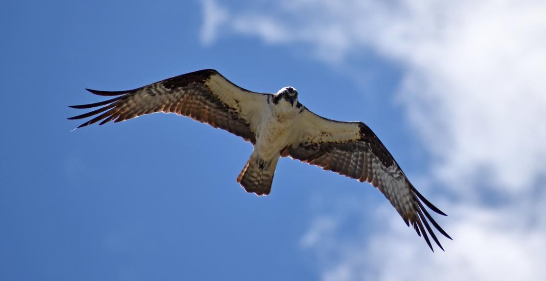 Poem: The Rising Falcon | St Cross College